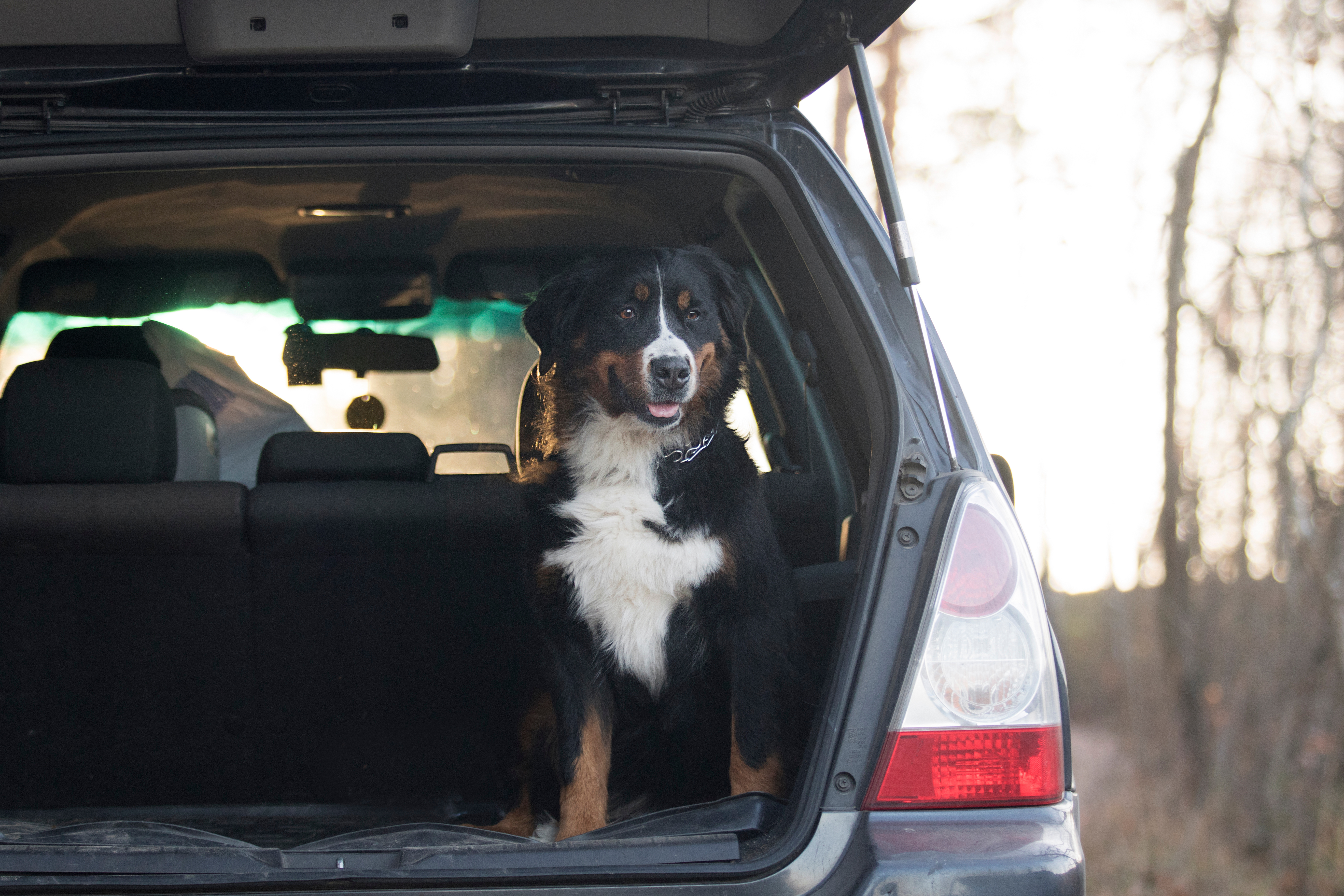 New Cars for Dog Owners: Top 5 Pet-Friendly Options for Your Furry ...